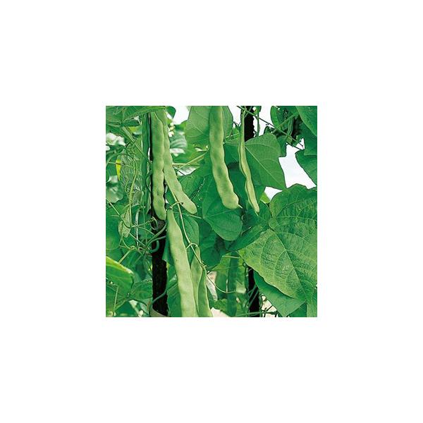 岩手県で評判の平莢インゲン。長めのインゲンが山ほど収穫（まんずよくなる）できます。大きくなっても硬くなりにくく、甘みがあって、とても柔らかです。