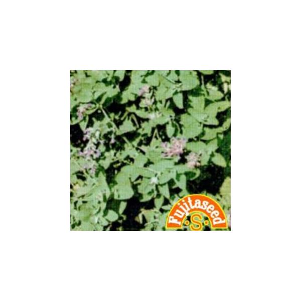 ブルーの花の美しい、キャットニップ。イングリッシュガーデンに欠かせないハーブ。葉に、甘く強い香り。開花期が長く、花壇に最適。