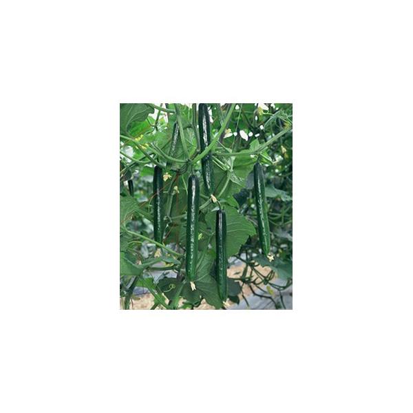 夏期の劣悪条件下でもしおれにくく、過着果しないため、草勢の維持がしやすく、果形の乱れも少ない。　　雌花着生　主枝雌花率は５月〜６月播種で40〜50％、７月〜８月播種で20〜30％。主枝・側枝共に１果成りが中心で、連続着果性は比較的高めとなる...