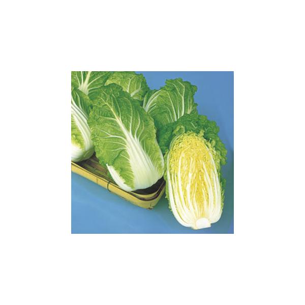 播種後60日くらいで重さ1.0から2.5kgになる早生白菜で、円筒形。外葉は濃緑色でコンパクト、球内は濃黄色でやわらかく品質よく食味がよい。 ■容量は季節により変更となる場合がございますが、価格に変更はございません。 メール便で10袋まで同...