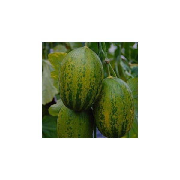 長楕円形の重さ900gくらいの多収品種。果肉は白色で珍しい品種です。糖度をあげるためにも、ハウスや、大型トンネルの利用をオススメします。まきどき目安:2月〜4月上旬収穫目安:6月〜8月中旬 ■容量は季節により変更となる場合がございますが、価...