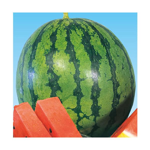 ・早生縞有の赤肉西瓜。・連作に強い系統を片親にして育成した品種です。・つる割れ病や炭疽病その他の病害にも驚くほど強く、非常に作りやすい品種である。■容量は季節により変更となる場合がございますが、価格に変更はございません。まとめ買いについて：...