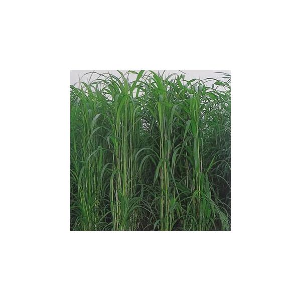 茎は細く分げつがやや多い。　耐旱性が優れ、青刈り及び乾草用。　