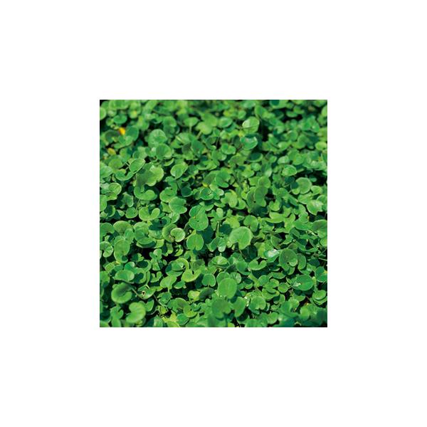 日陰の緑化に！グランドカバー植物です播種量:8〜15g/10a ■この商品はメール便不可です。宅配便でのお届けとなります。