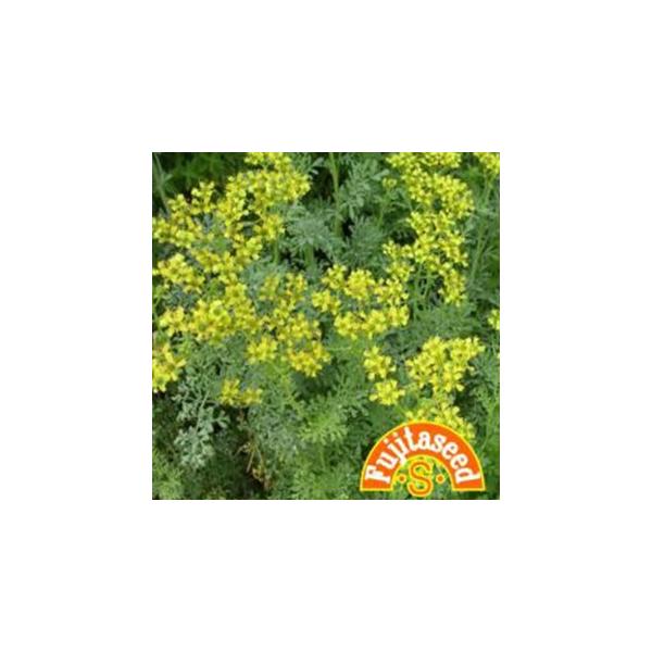 ミカン科の多年草で耐寒性があります。粉末にして草花の害虫駆除に、また、根を染料に利用します。小枝はハエ除けになります。