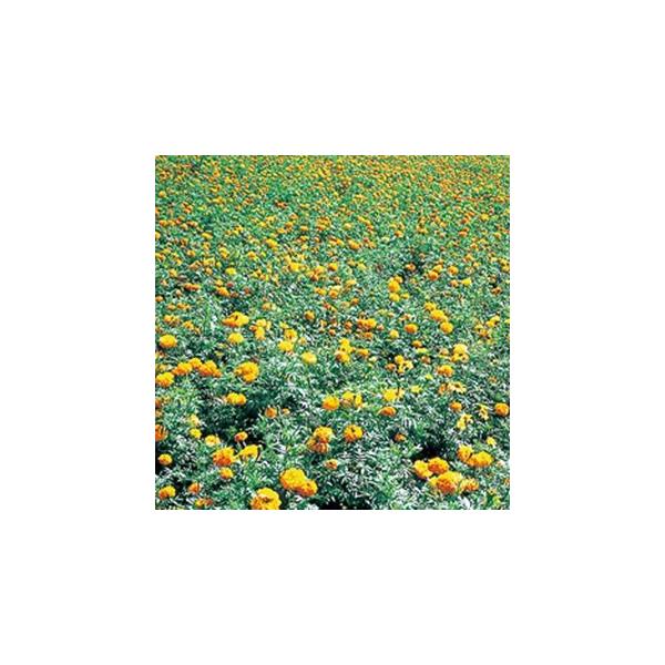 生育期間中に分泌　放出される物質によりサツマイモネコブセンチュウやキタネグサレセンチュウなどの密度を抑制する。　?黄色や橙色の美しい花をつけるので、景観用としても優れている。　?各種の有害センチュウに汚染された畑や景観用として利用