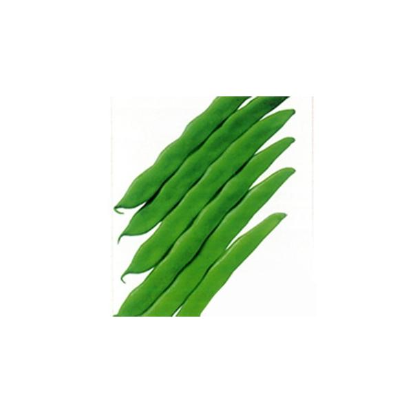 平莢でつるありのインゲンです。長さ18cm前後位の大莢タイプです。　莢を大きくしても収穫してもスジが入らず柔らかい、海外種のインゲンと比べ暑さに強く作りやすいです。　草勢旺盛で栽培容易、家庭菜園でも多収穫が得られます。