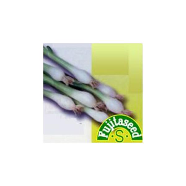 収穫したては大変柔らかく、甘くておいしいです。サラダなど生食、薬味、スープなどにご利用下さい。 種のまき時期により丸型になったりラッキョ型になるなどばらつきがあります。