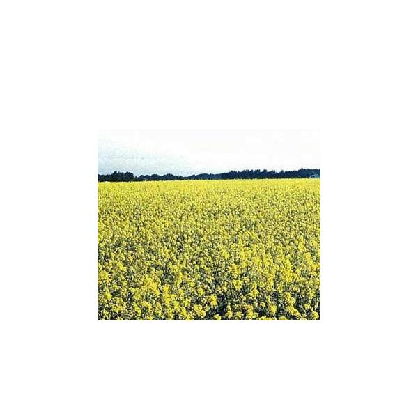 発芽・初期生育が旺盛なアブラナ科の作物。黄色の花を一面に咲かせ、景観緑肥として最適。播種時期：秋播き：１０月中旬〜１１月下旬 春播き：２月下旬〜３月下旬開花時期：秋播き：３月上旬〜４月下旬 春播き：４月下旬〜５月下旬草丈は、秋播きでは、１２...