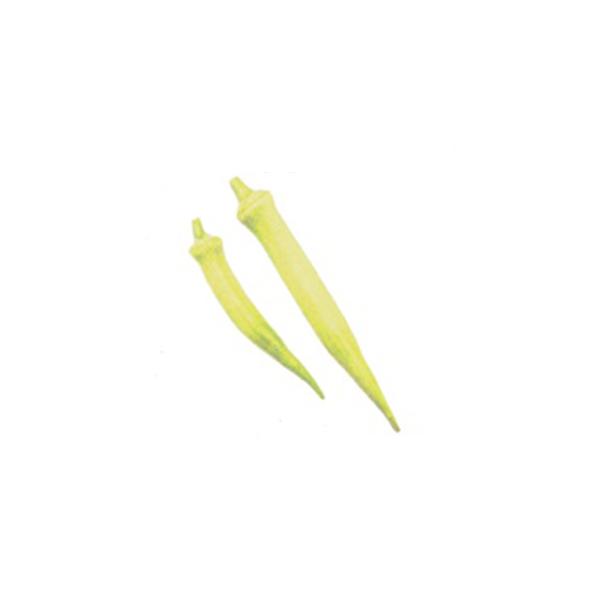 【特性】　　島オクラと同様の丸莢で柔らかく食味が良い。　取り遅れて莢が大きくなってもスジが入りにくく、　小〜大果と好みの大きさで　獲ることができ、収穫期の幅が広い。　緑莢の島の唄、赤莢の島の恋と組み合わせ、　赤白緑のオクラとして面白い。　　...