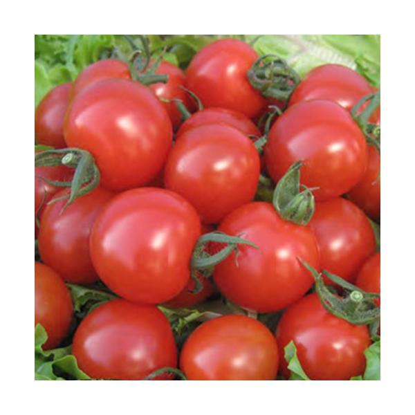 単為結果性で自然に着果するので、マルハナバチは必要ない。果実は赤色球形、12〜18g果肉は粘質多汁で食味がよい。中葉で葉幅、節間、草勢は普通。標準糖度（Brix）は8.0〜9.0である。葉かび病（Cf9）、ToMV（Tm2a型）に耐病性。■...