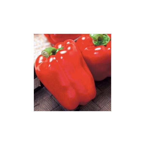 果皮にヒビが出にくい赤色パプリカ。　普通ピーマンと比べてビタミンA・Cを多く含み、甘みが強く肉厚で食味良好。　果実は揃いのよいベル形で尻づまりがよい。初期および、低温・少日照下でも安定した着果で育てやすい。　熟期は早生で開花後60日程度で完...