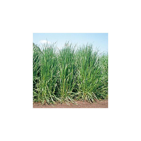 直立型、耐倒伏性に優れる。　倒れにくい!刈り易い!乾き易い!−ロールベール、乾草に適する。　早春から生育旺盛で、多収な早生品種。　−トウモロコシの前作用に適する。　麦類やマメ科牧草との混播に適する。　