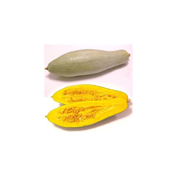 飛騨高山の特産品です。　へちまのような長い形で、皮が薄いのが特徴です。　見た目のイメージとは違い、ホクホクとして甘みも強いかぼちゃです。