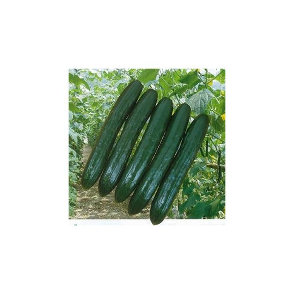うどんこ・べと病に強く、春蒔き70〜80％ 夏蒔き40〜50％で雌花着生する節成種。　果実は平均20〜21cm、100g。濃緑でイボが小さく味は良く秀品率が高い。　葉は濃く厚く中葉で受光効率が良く、子ヅルは伸びすぎず管理が省力化出来る。　　...