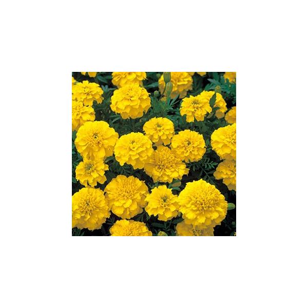 純黄色。　【ボナンザ系】　フレンチ系は草姿がやや矮性で横に広がり、比較的小さめの花がたくさん長期間咲くのが特徴。　夏の強い日差しのなかでも花つきがよく、早咲きタイプの大輪で草丈約20cm。花径5〜6cm。　　「聖母マリアの黄金の花」の意味を...