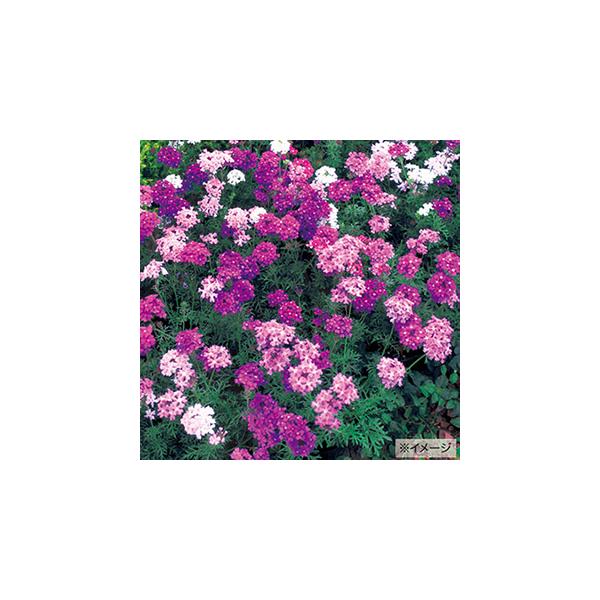 世界初の宿根バーベナの実生系混合色品種。花色が豊富で、ピンクやパープル、ラベンダー、ローズ、ホワイトなど非常に多彩。暑さや乾燥にも強く、春から秋まで長時間咲き続ける強健な品種。クマツヅラ科　　※混合種子は品種により発芽や初期生育に差が出るこ...