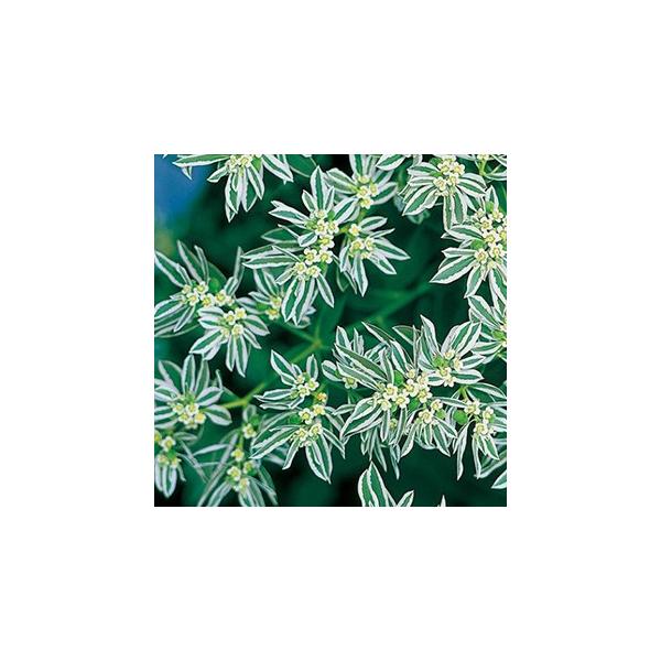 雪白色の苞を楽しむ。白と緑のコントラストが美しい。トウダイグサ科　　※切り花にする場合、切り口は水洗いして汁が皮膚に触れないようにしてください。