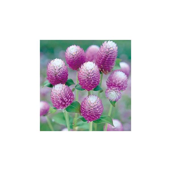 明るい桃紫色と中心の白のコントラストがとてもキュートで魅力的。花径約2cm。　乾燥に強くて丈夫なので夏花壇はもちろん、切り花やドライフラワーとしても人気。お盆の供花にも定番の千日紅。ヒユ科　　【グロボーサ種 高性種】