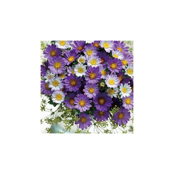 白から青紫色へと移りゆく花色の変化も楽しめます。　　花もちがよく夏の切り花で重宝され、洋風アレンジにも欠かせない人気の花。　連作を嫌うので、同じ場所で続けて栽培しないようにご注意を。キク科　　【アレンジアスター ネネ系（一重咲）】　一重の花...