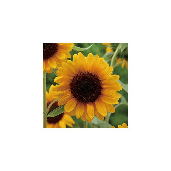 「サンリッチシリーズ」は、冬季でも最低１３-１５℃の温度条件が整えば容易に開花する画期的なシリーズで、施設栽培での早春-春出荷でも長日期とほぼ同一の到花日数となるため、計画的な出荷が可能です。