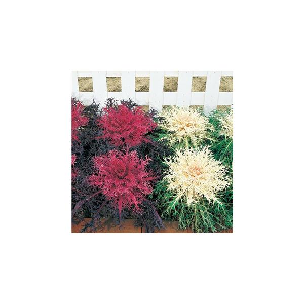 葉の切れ込みが深い紅くじゃくと白くじゃくのミックス種です。耐寒性が強く、花壇や寄せ植えの素材として最適です。