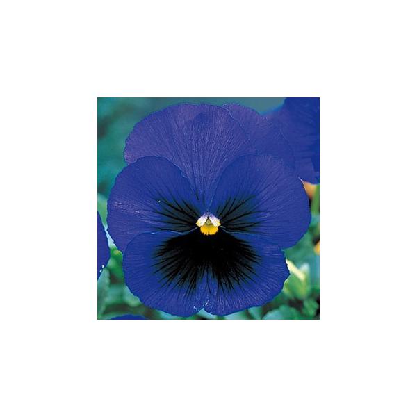 花径約8cmの大輪パンジー。花首が伸びにくく、全体的にバランス良く育ちます。　ピカソの名に相応しいカラフルなパンジーです。　くっきりとした青紫色に目入りの花色が大変美しい品種。　
