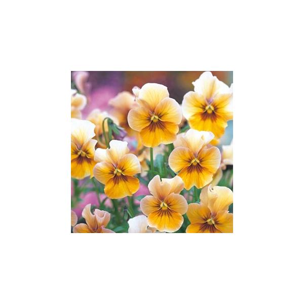 花径3〜4cmほどの小輪で、秋から初夏まで長期間、たくさんの花が咲き続けます。パンジーの豊富な花色とビオラの長期開花性を合わせもつ、ガーデニング好適種です。