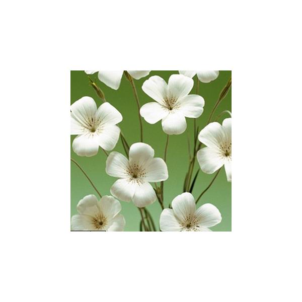白花に黒い斑点が入る。優美な花の大輪ムギナデシコ。　〈F.S.クオリティー受賞〉 ナデシコ科