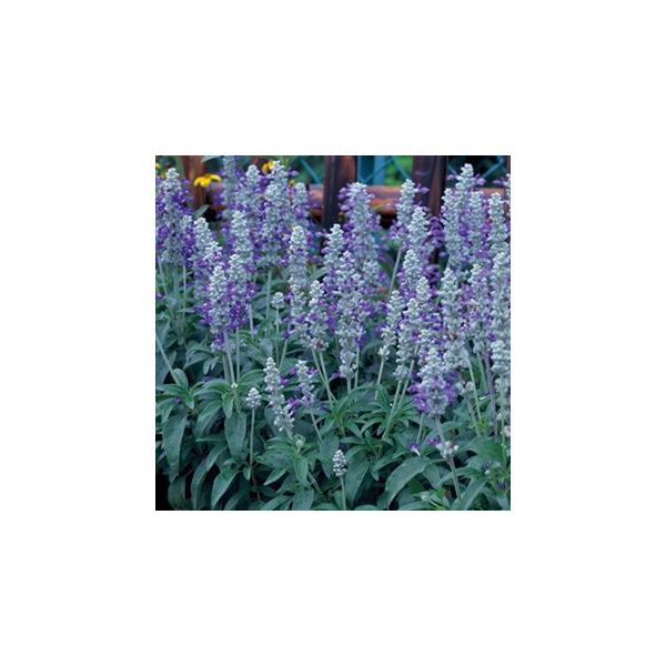 青い花で、茎とガクが白い斬新なバイカラー。早咲きタイプ。　夏秋花壇には欠かせないサルビア。〈A.A.S.受賞、F.S.金賞受賞〉 シソ科　【ファリナセア種】　灰白色を帯びた花茎と花色の対照が美しく、清楚な花姿が人気。