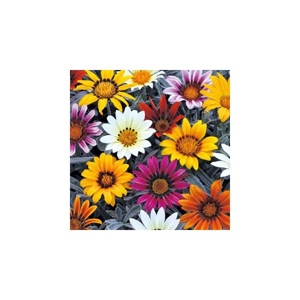 径6〜8cmの花の中心部に、複雑な蛇の目模様が入る。　花は長期間咲き、銀葉も美しい。キク科