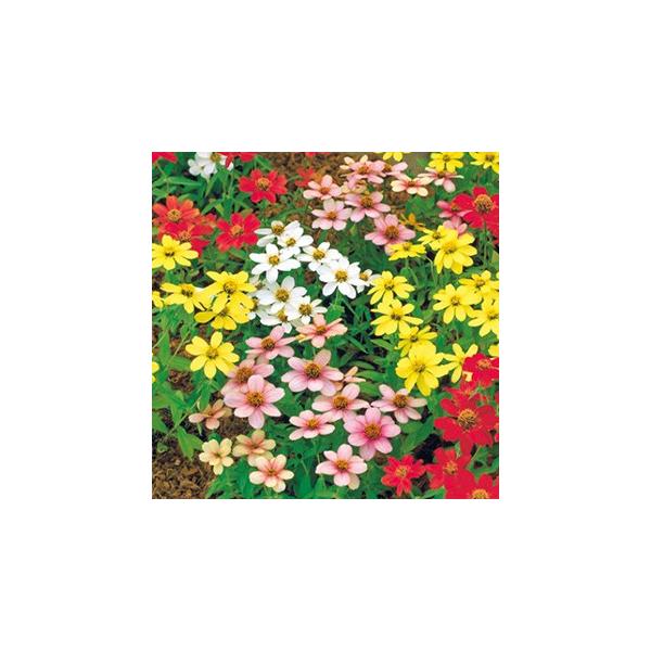 【ザハラ系（一重咲）】　4〜5cmと大きめサイズの花が次々に開花し、暑さや病気に強い品種。乾燥にも強いので、夏花壇におすすめのシリーズ。　　生長が早く、丈夫で作りやすい百日草。タネを何回かにわけてまくと、次から次へとカラフルな花を咲かせる。キク科