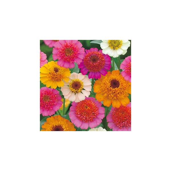 花の中心が手まりのように盛り上がって咲く愛らしいフォルム。　オレンジやチェリーピンクなど多彩なミックス。　生長が早く、丈夫で作りやすい百日草。タネを何回かにわけてまくと、次から次へとカラフルな花を咲かせる。キク科　　※環境により一重花が咲く...