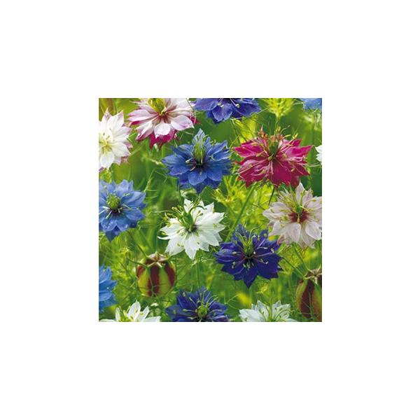 草丈約60cmの耐寒性一年草で、花径4〜5cmの花を1茎に1花ずつ咲かせ、葉は深く切れ込みます。　実は風船のようにふくれ、ドライフラワーにできます。