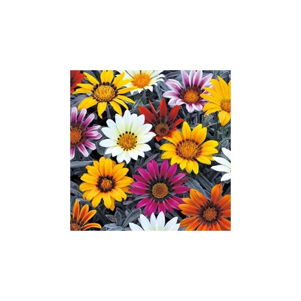 径6〜8cmの花の中心部に、複雑な蛇の目模様が入る。　花は長期間咲き、銀葉も美しい。キク科