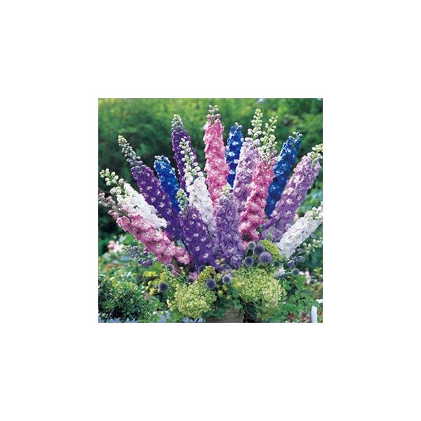 フラワーアレンジメントや花束に使いやすい初夏の花です。キンポウゲ科【F1オーロラ系】鮮やかな花色と存在感ある見事な花穂をもつ大輪八重咲き種。庭植えなら粗放でも育ち非常に栽培しやすい。