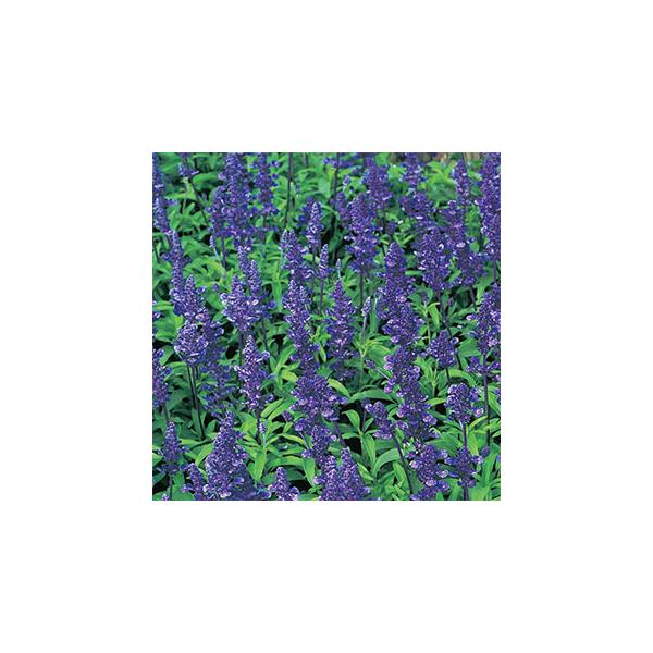 ■発芽温度：20〜25℃■蒔き時期：4〜6月■開花時期：7〜10月■高さ：約30cm