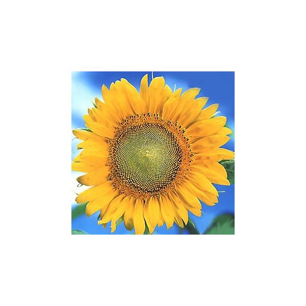 草丈は約200cm、先端が明るい黄色をした花径約25cmの巨大な花を一輪咲かせます。　ロシアでは一般的で多く栽培されているのでこの名前がつきました。　大型の花壇に向いた品種です。