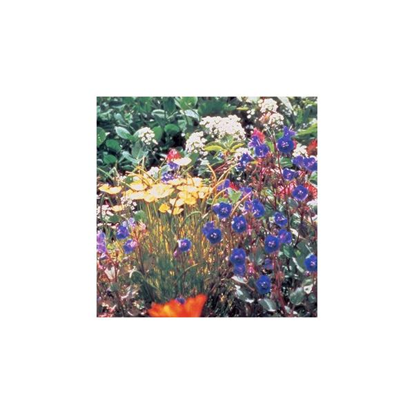 手間がかからない丈夫な草花のミックス。空地の美化におすすめ。