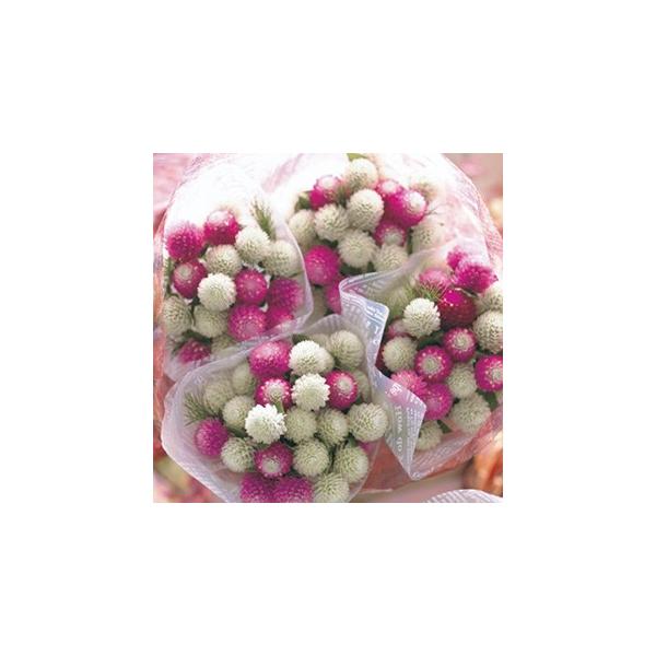 オードリー系の3種（ピンクインプ、ホワイト、パープルレッド）とバイカラーローズの4色ミックス。　【オードリー系】　茎が硬く、枝が直立するタイプで、ほとんどの枝に花をつける。切り花として人気のグロボーサ種。花径約2cm。　　乾燥に強くて丈夫な...