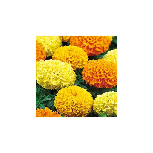 大きく形の良い八重花は、しまりがよく花もちも良好。草丈25〜30cmと低くバランスがとれてガッチリと育つ。花径7〜8cm。　　【万寿菊（アフリカン マリーゴールド）】　アフリカン系は高性大輪で耐暑性があるのが特徴。土質を選ばず丈夫な性質で、...