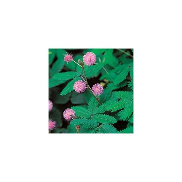 線香花火のような花がかわいらしい。触れると葉を閉じて垂れ下がる反応がユニークです。