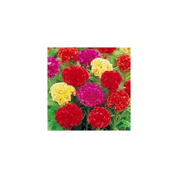 切り花向けに改良された華やかな色彩の久留米系混合品種です。　タネまき後約70日で花が上がる早生種で、株間を広げて植えると花壇向けに、密植にすると切り花向けになります。