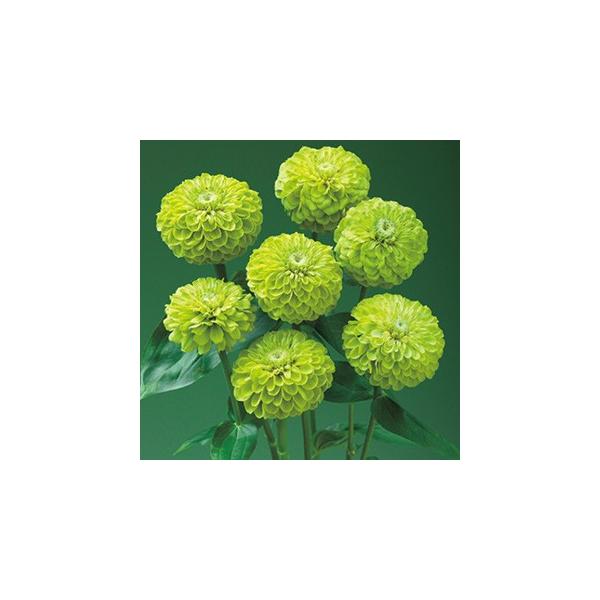 花径約10cmで、花弁の重ねが多く、茎が硬い大輪種。　花色のライムグリーンも爽やか。　　生長が早く、丈夫で作りやすい百日草。タネを何回かにわけてまくと、次から次へとカラフルな花を咲かせる。キク科