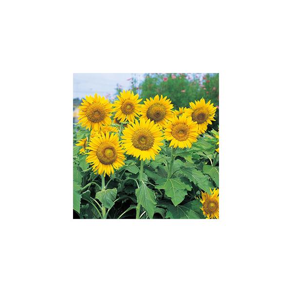 草丈120cm程度の中生一本立ち品種。程よい草丈が見栄えよく景観用に適します。