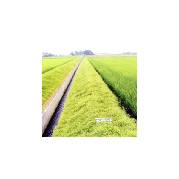 草丈10〜15cmと低く、草刈が不要のため水田けい畔に最適です。