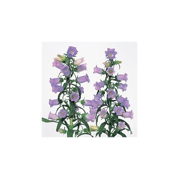 光沢のある淡空色です。従来品種より花形、草丈のそろいがよいです。　四季咲きで抽だいに低温を必要としない画期的な品種です。　適温条件下で、育苗期間30〜40日、その後短日条件2〜3週間（本葉8〜10枚時）で株をつくり、　その後電照等、長日条件...