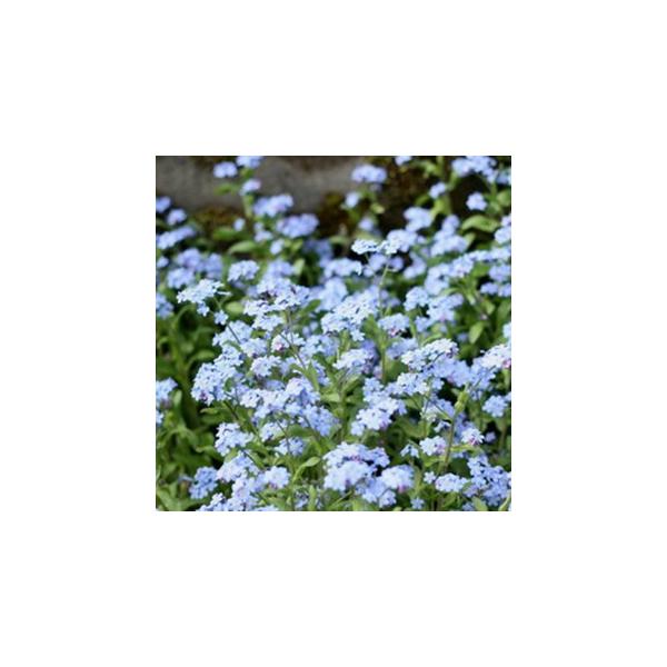 花径約1cmの極小輪で、青紫色の花が草丈約50cmの株に穂のように咲きます。切り花や花壇、コンテナ栽培に適します。