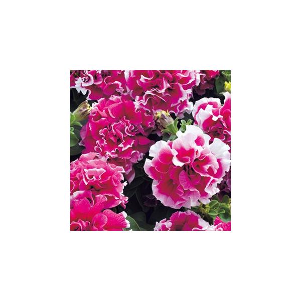 ローズにホワイトの覆輪種。　草姿、花色、花形も多様なバリエーションが魅力で、暑さ、乾燥にも強く、夏の花壇を彩るのに欠かせません。　ナス科　【八重咲き F1ピルエット系】