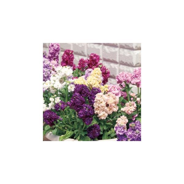 茎が非常にかたく、分枝が旺盛で、コンテナ、花壇に向いています。　主茎の花穂に続き、側枝の花穂も早めにつくため、主茎の花穂のみ徒長することはなく、まとまりのよい草姿となります。　西南暖地では8月上旬播種で11月上旬より開花します。　八重率約5...